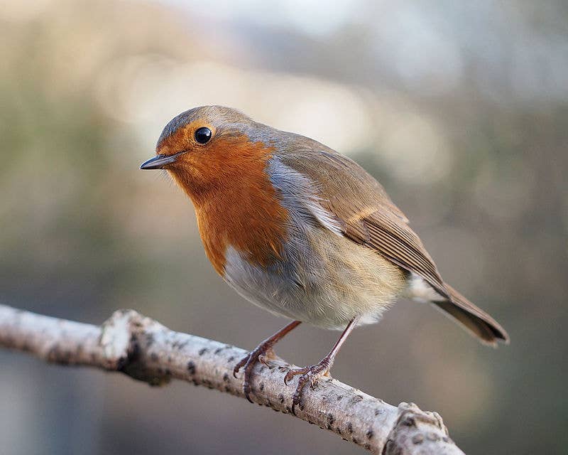 Top 8 Tips to Improve Your Bird Identification Skills - HobbyLark