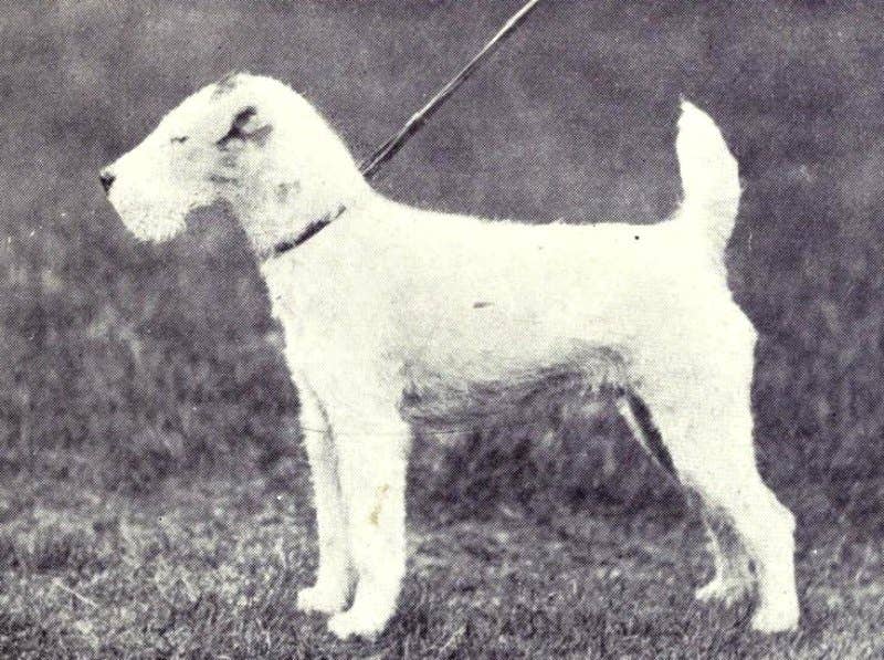 Tintin's Dog, Snowy - HobbyLark